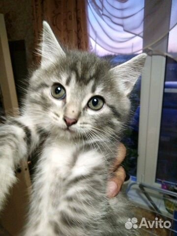 Котенок мальчик