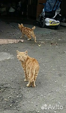 Отдам в добрые руки