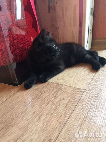 Шотландский котёнок