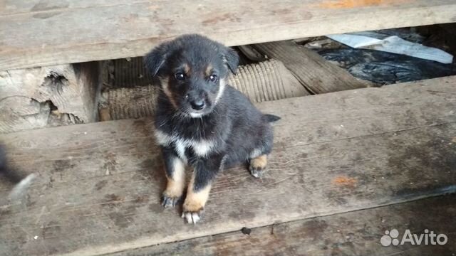 Щенки дворняги