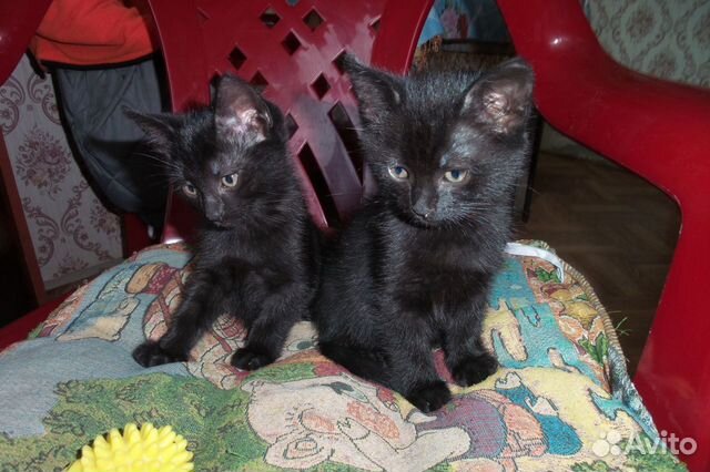 Чёрный котёнок