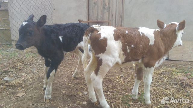 Телята, 2 бычка и одна телка