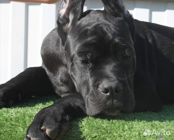 Мощный мальчик кане корсо