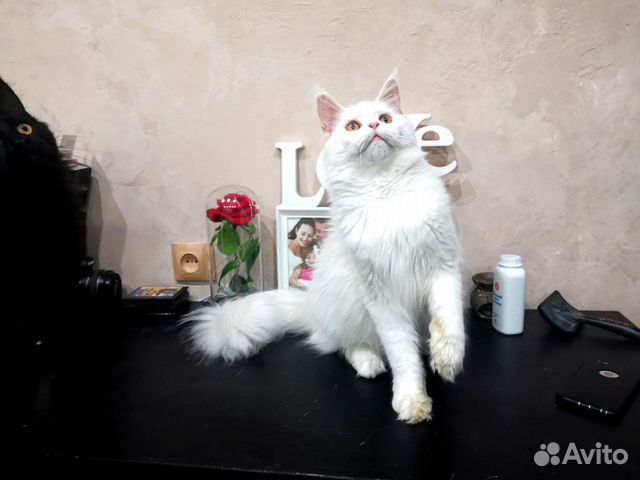 Кошечка мейн кун белого окраса