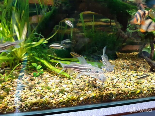 Мистус индийский сом-касатка