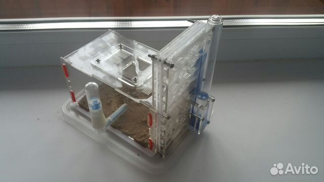 Муравьиная ферма