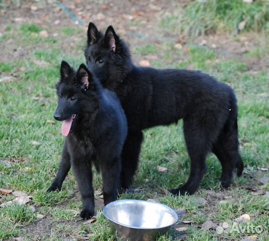 Щенки грюнендаля