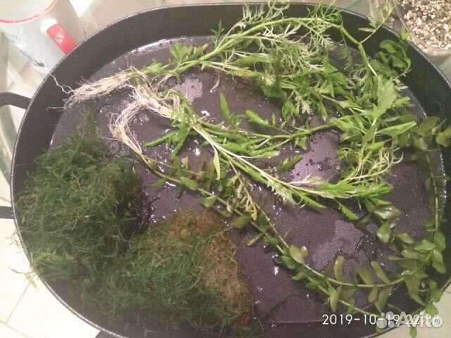 Аквариумные растения