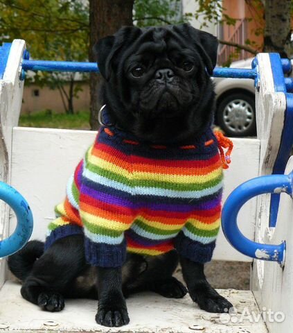 Щенок мопса черного окраса для шоу и семьи