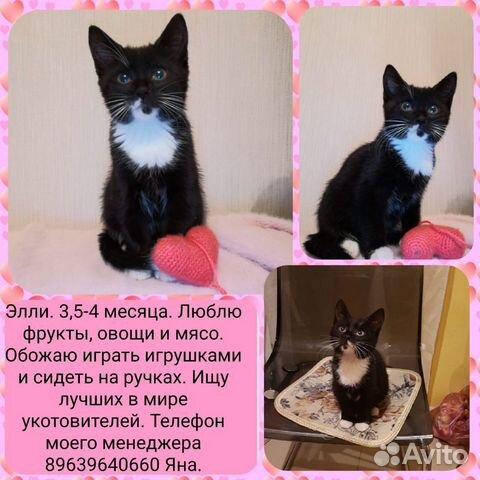 Котенок Элли