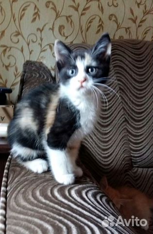 Котенок от норвежской кошки