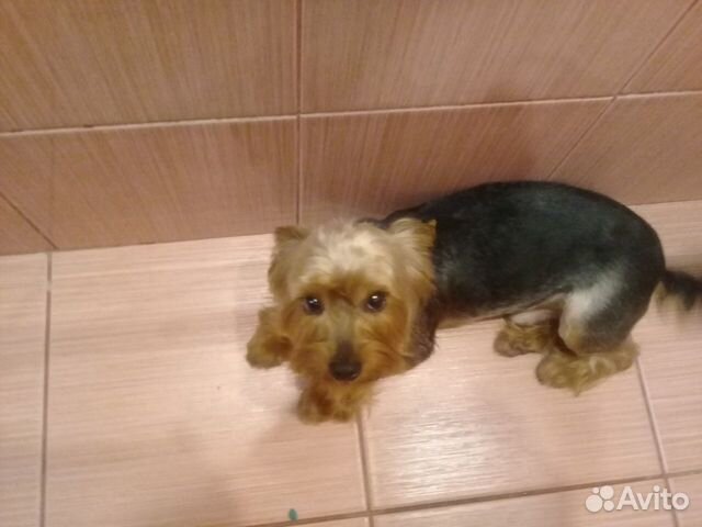 Продам йоркширского терьера