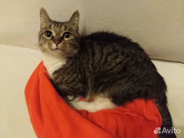 Душечка ищет дом