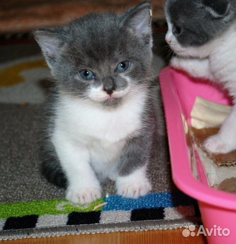 Кошечка, полукровка ждет заботливого хозяина