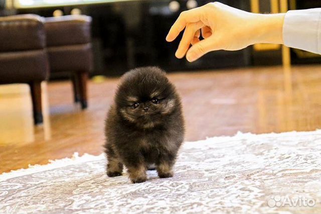 Мини померанец из Кореи