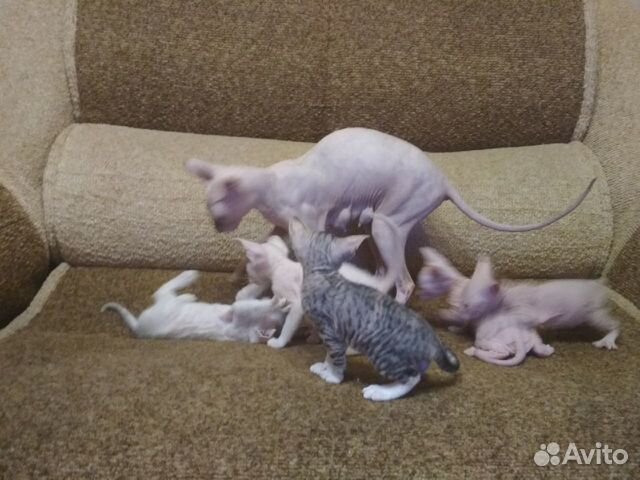 Котята Донской сфинкс