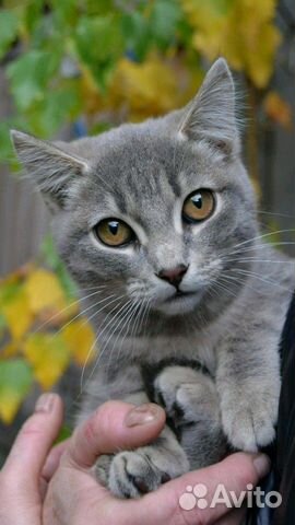 Кошечка Лия 5 месяцев