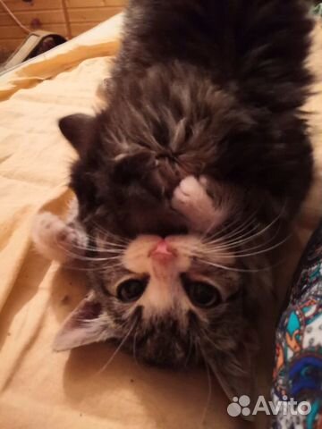 Котенок кот