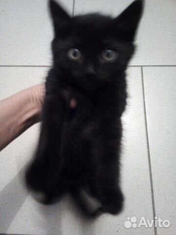 Отдам помесного котенка (мальчик) от кошки породы