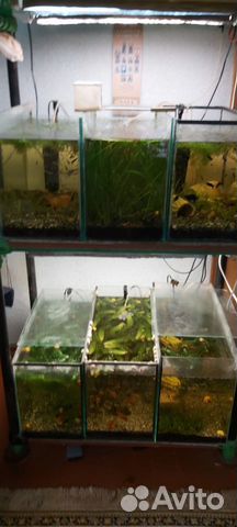 Разводня (стойка) из аквариумов с рыбой