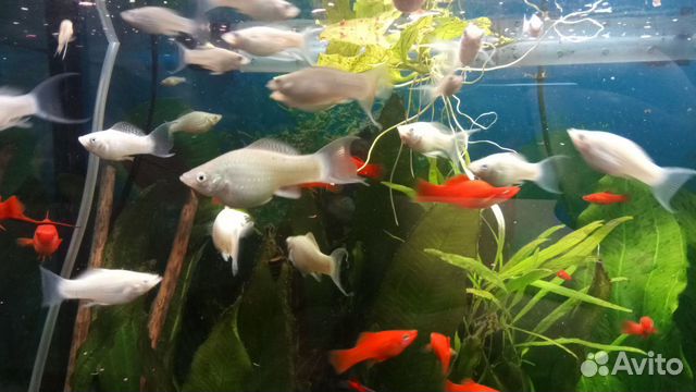 Молинезия и месеносцы