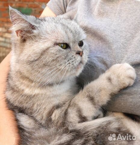 Фенотип шотландца