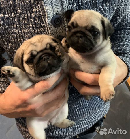 Продаётся мопсятки