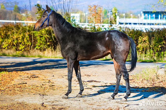 Чистокровная верховая