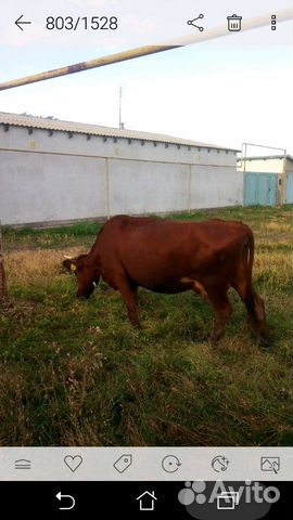 Корова красная степная