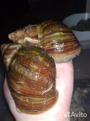 Вентрикозы спектакулюм