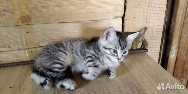 Полубританский котенок, мальчик