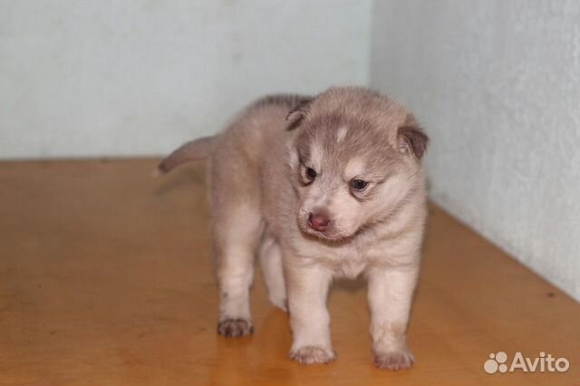 Щенки помесь хаски