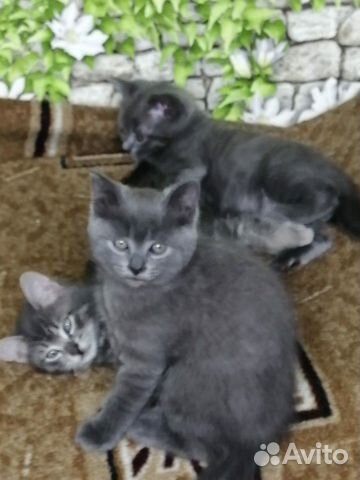 Котята от британской кошки