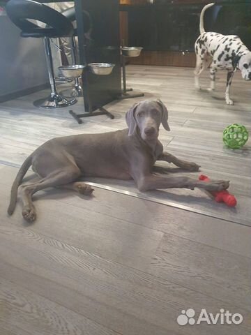 Щенки Веймаранера, элитный.породистый. (1 мальчик)
