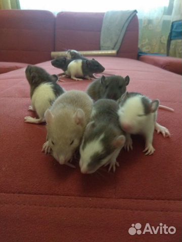 Декоративные крысы