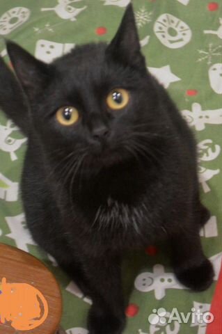 В добрые руки