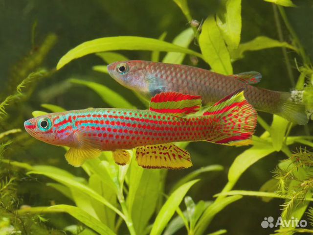 Афиосемион стриатум. Рыбка Аквариумная
