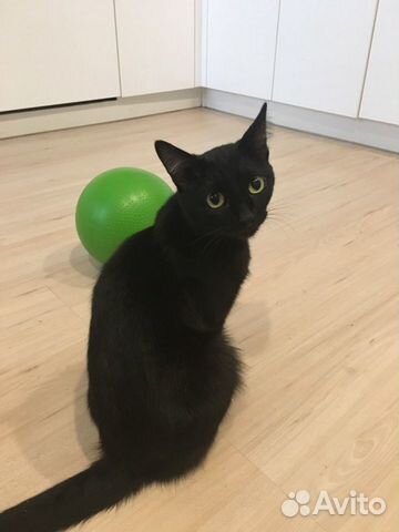 Найден чёрный кот