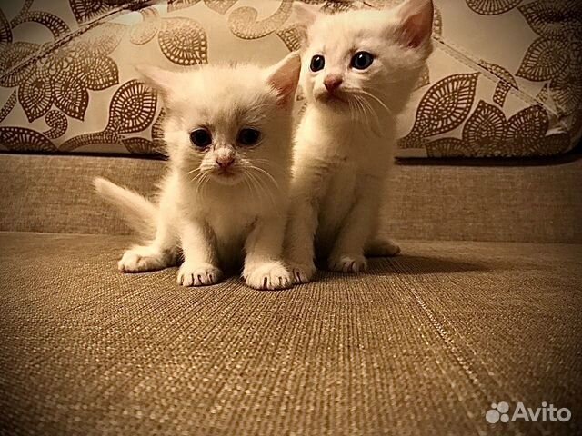 Белоснежные котята