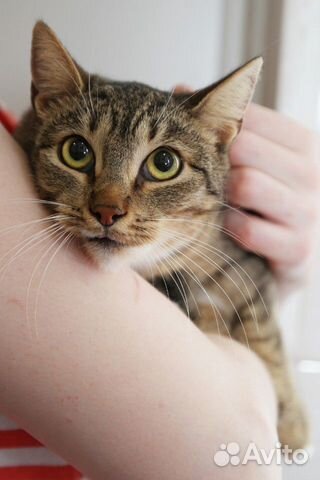 Лисичка 1 год