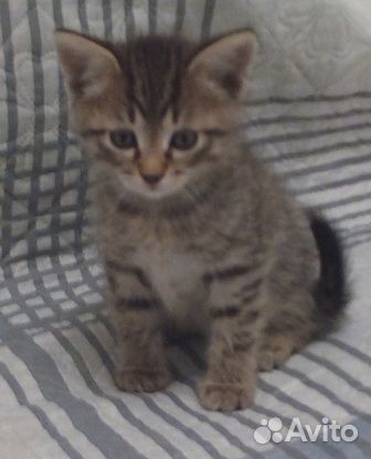 В добрые руки