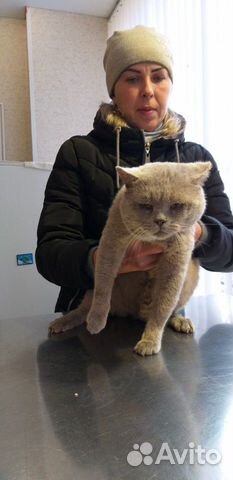 Кошки