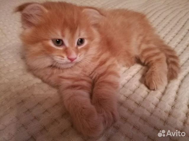 Котенок