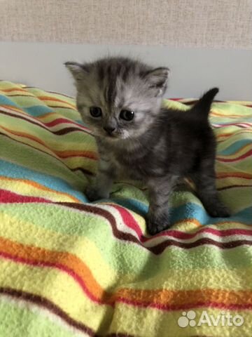 Котёнок шотландец девочка