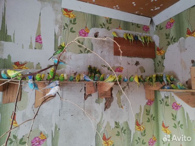 Продам попугаев, большой выбор