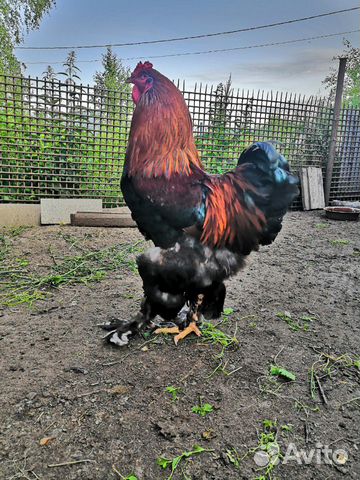 Петухи породистые Брама