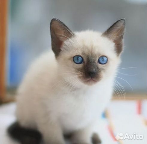 Котёнок тайская сиамская (девочка)