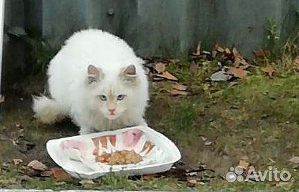 Красивейшие котята гибнут на улице