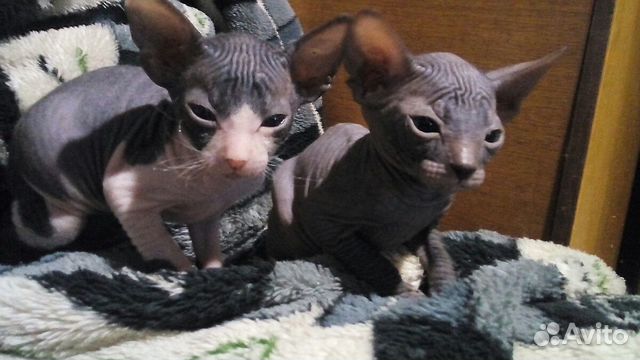 Донской сфинкс