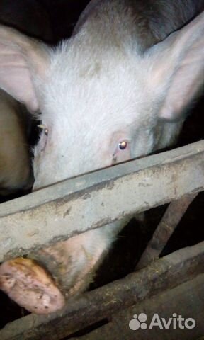 Кабан на мясо